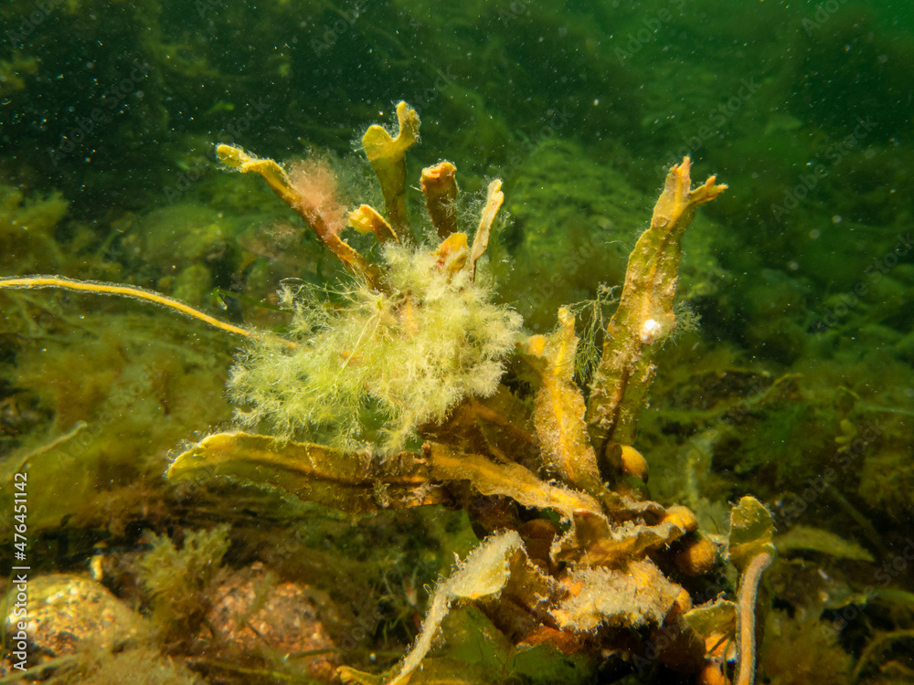 Closeup of Fucus vesiculosus, common names bladderwrack, black tang ...