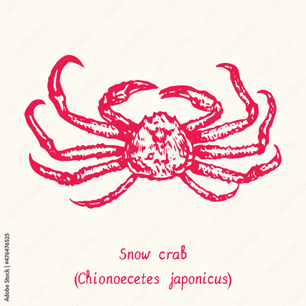 Snow crab (Chionoecetes japonicus) top view. Ink black and white doodle ...