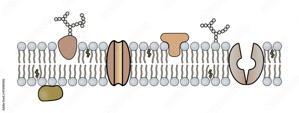 Fluid Mosaic Model Of Cell Membrane Structure The Image Shows The