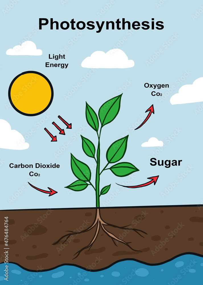 an easy to understand illustration of the photosynthesis process. a ...
