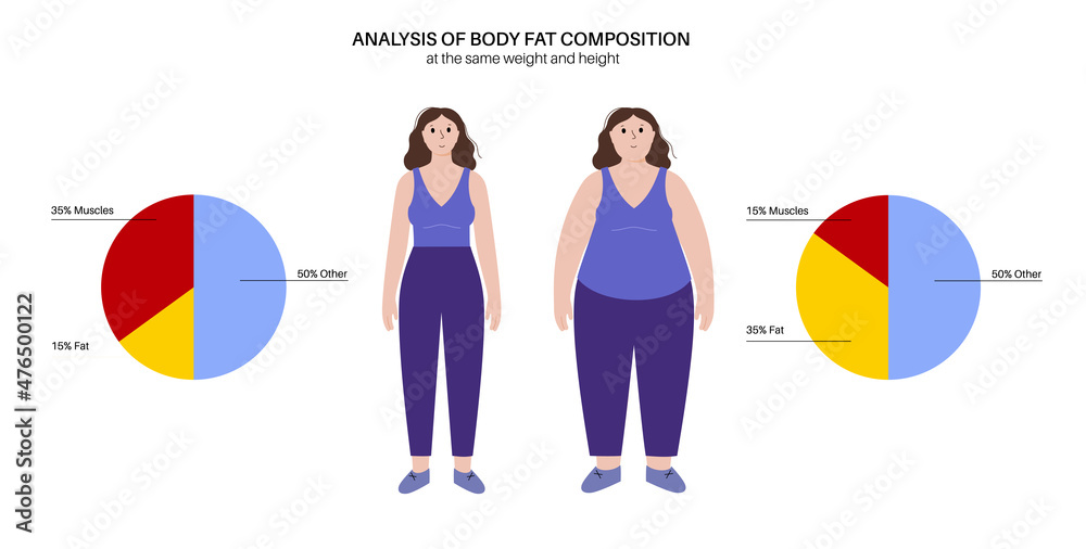 Body fat composition Stock Vector | Adobe Stock