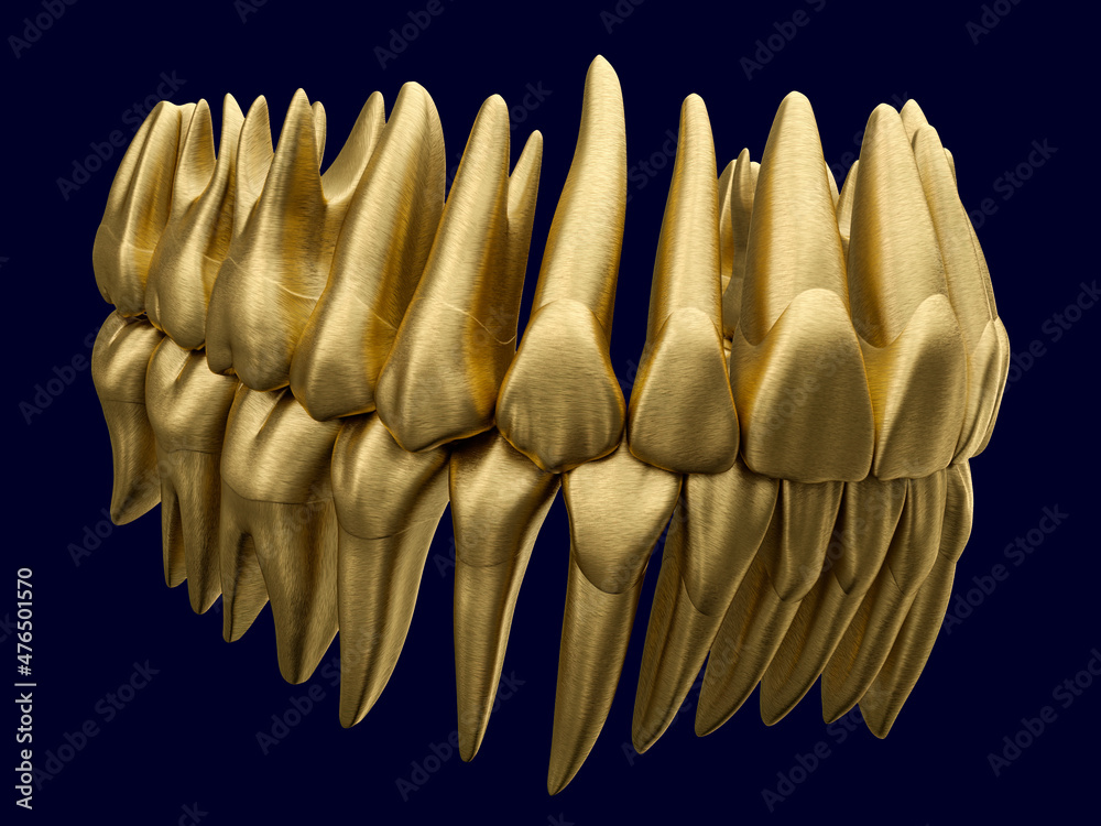 Anatomy correct occluded dental arch made of gold or brushed gilt metal ...