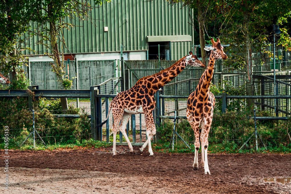 Amazing giraffe in a zoo enclosure made to look like natural habitat ...