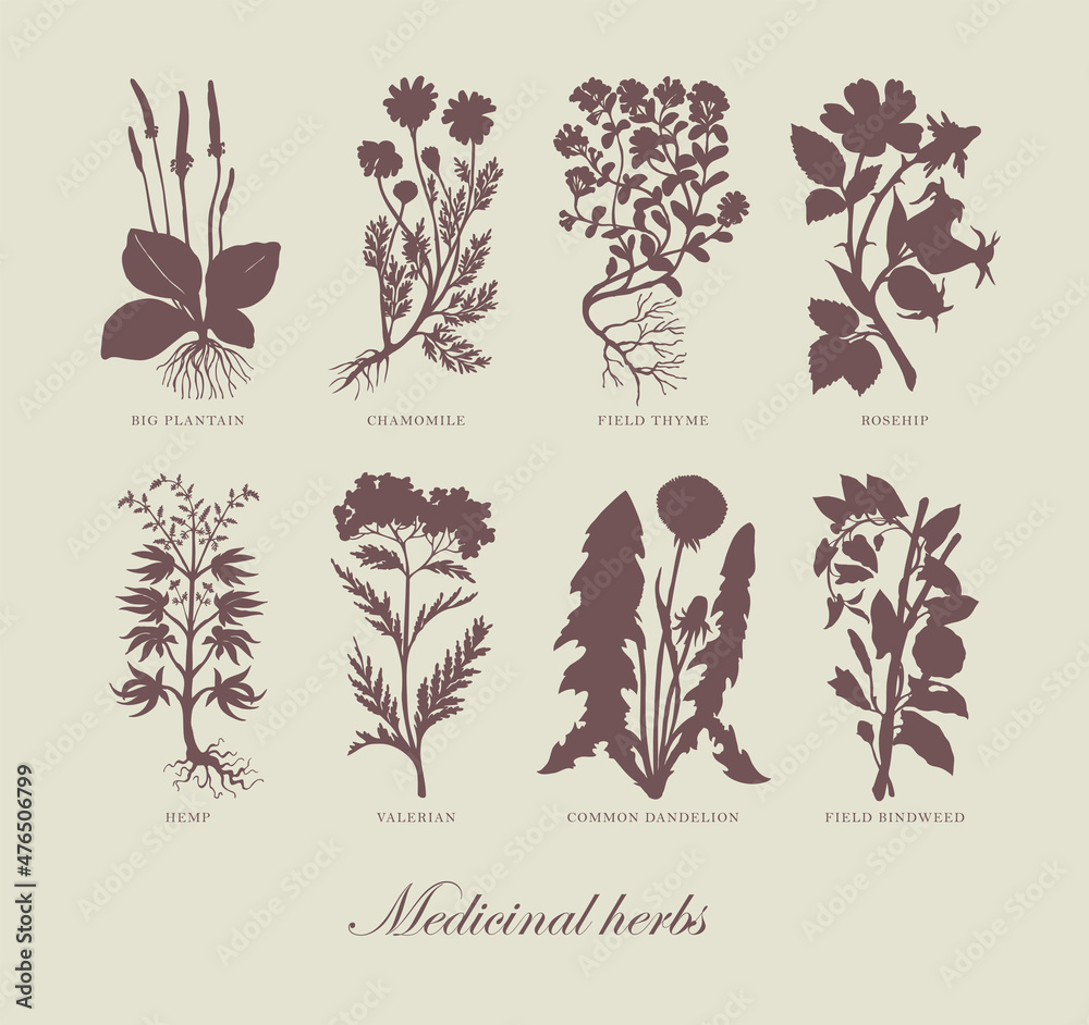 Vector illustration with medicinal plants and inscriptions in retro ...