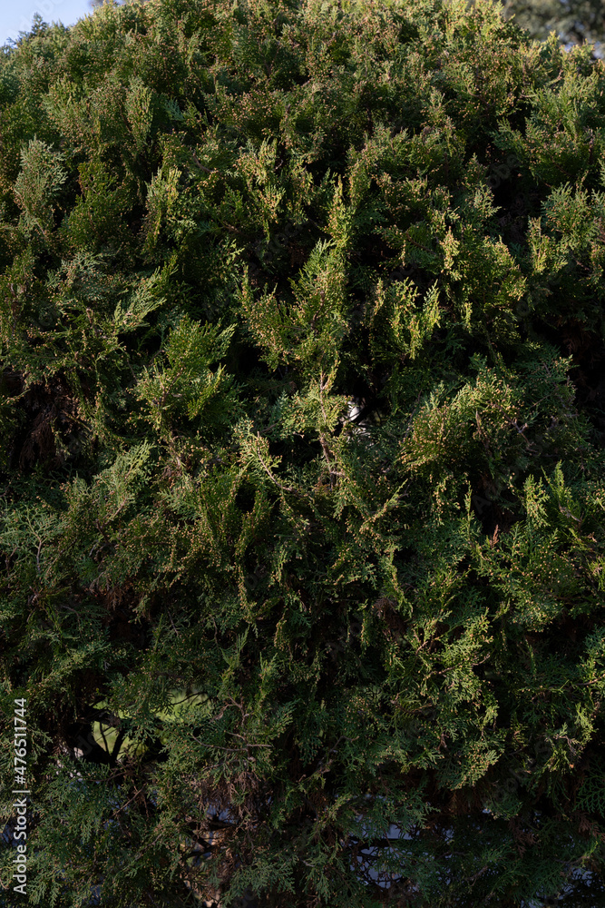 Leaves background. Closeup view of Thuja standishii, also known as ...