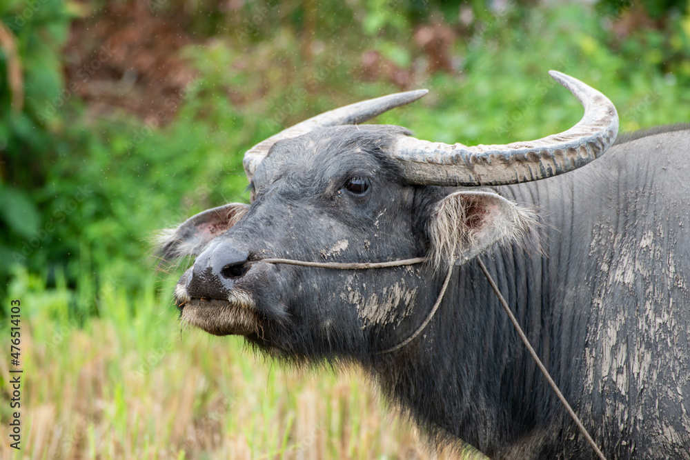 Portrait of water buffalo in rural Thailand. The water buffalo is a ...