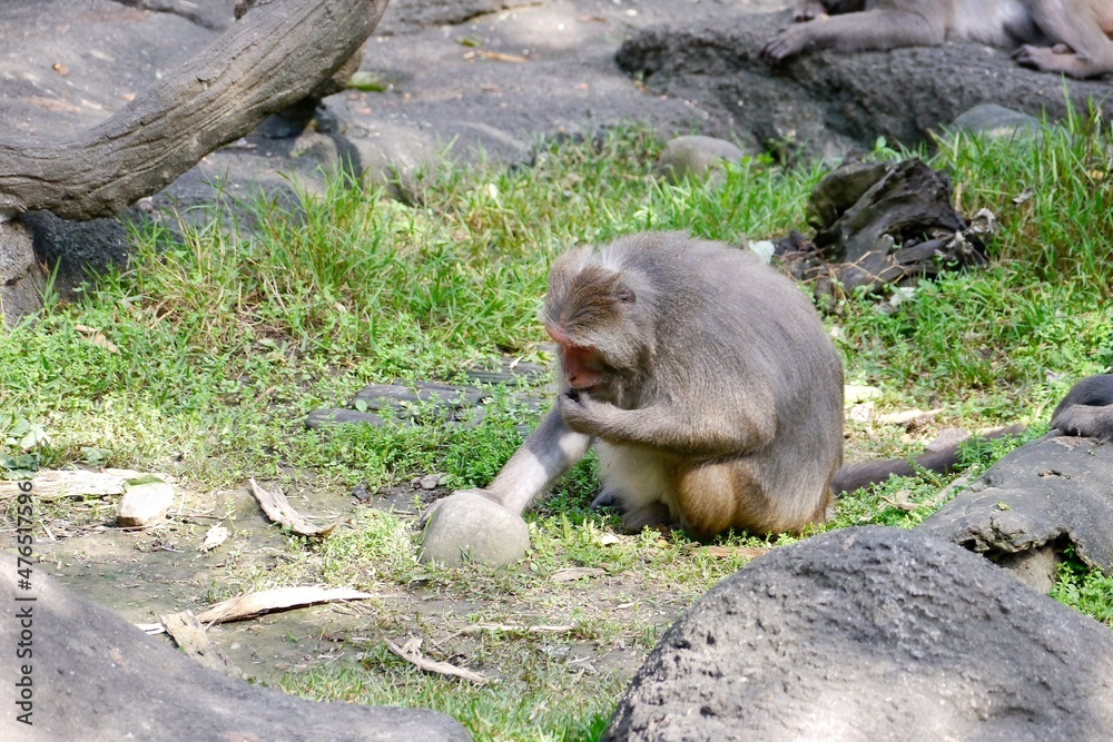 Formosan rock macaques sits on grass basking in the sun. The Formosan ...