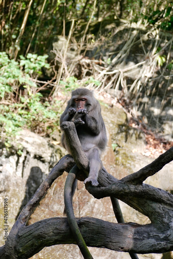 A Formosan rock macaque sits on a tree trunk basking in the sun. The ...