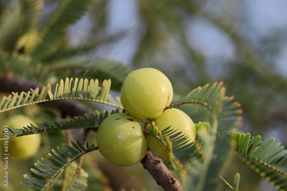 Foto de The fruit of amla, which is used as a medicine in Ayurveda, is ...