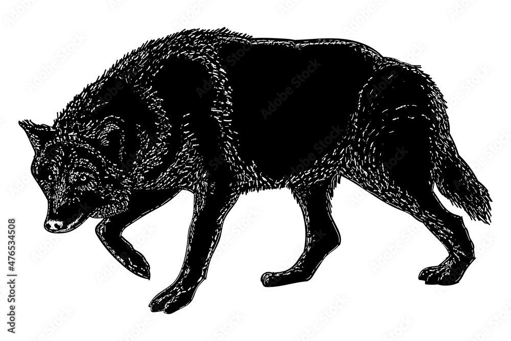 grey wolf hand drawing vector illustration isolated on white background ...