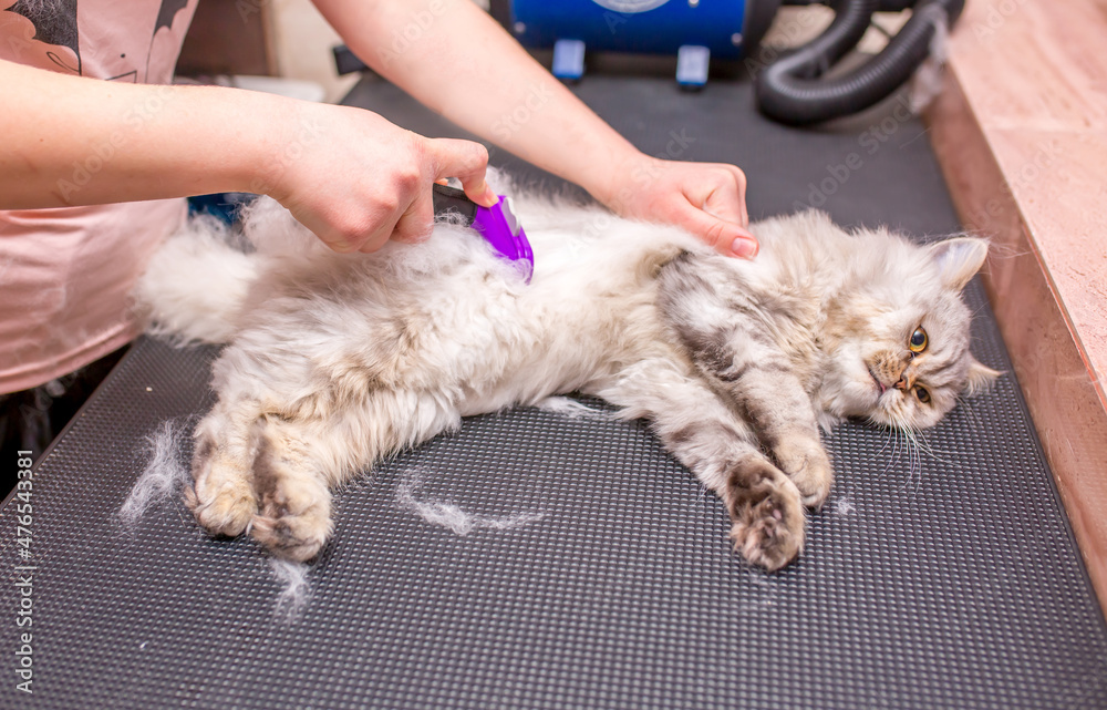 Grooming animals, haircut, drying and styling cats, combing wool ...