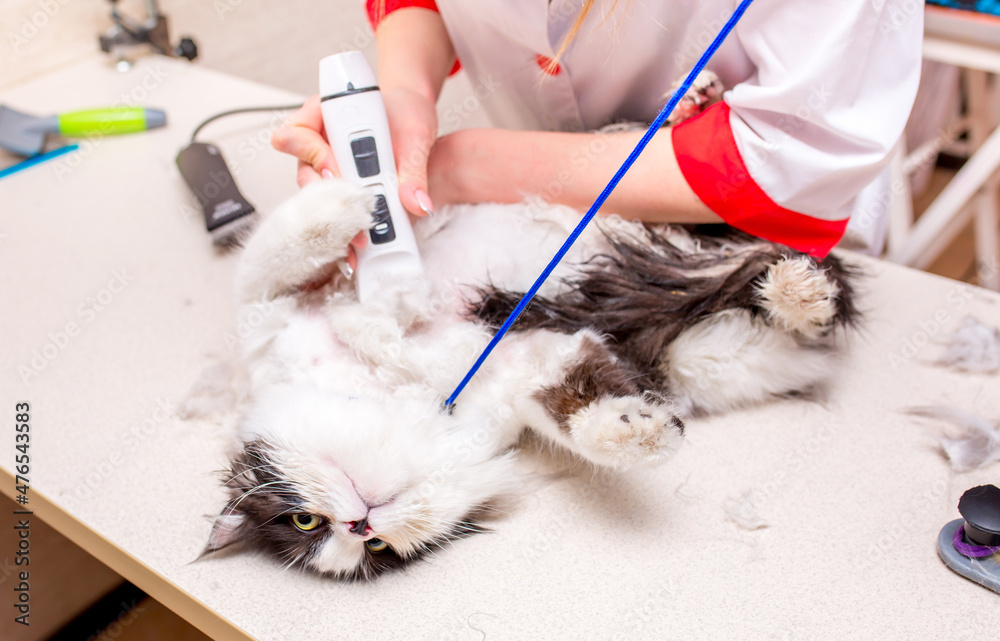 Grooming animals, haircut, drying and styling cats, combing wool ...