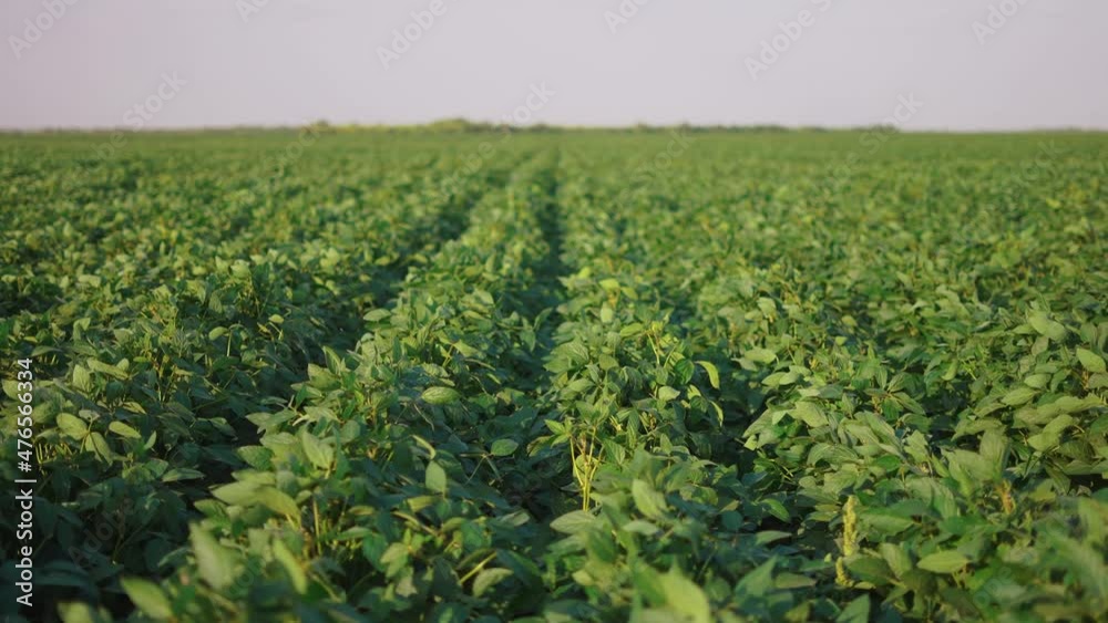 soybean soy field of green plants a general plan nature agriculture ...