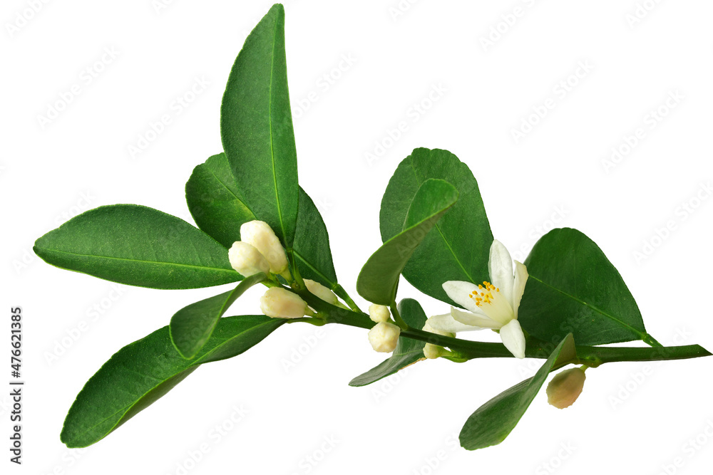 Tangerine Tree Flowers
