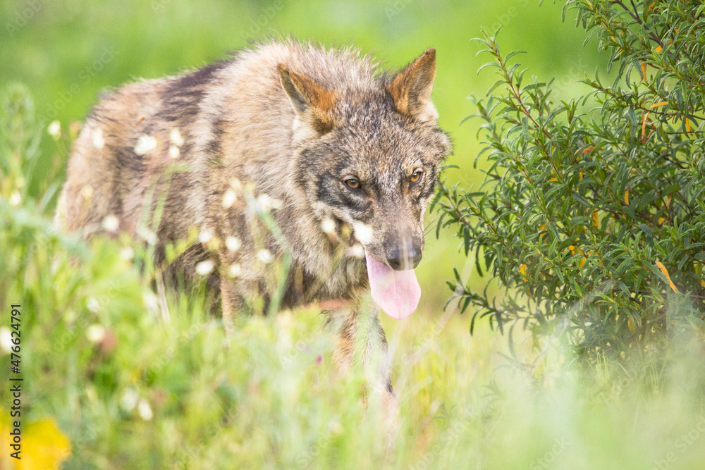 Lobo 2 Stock Photo | Adobe Stock