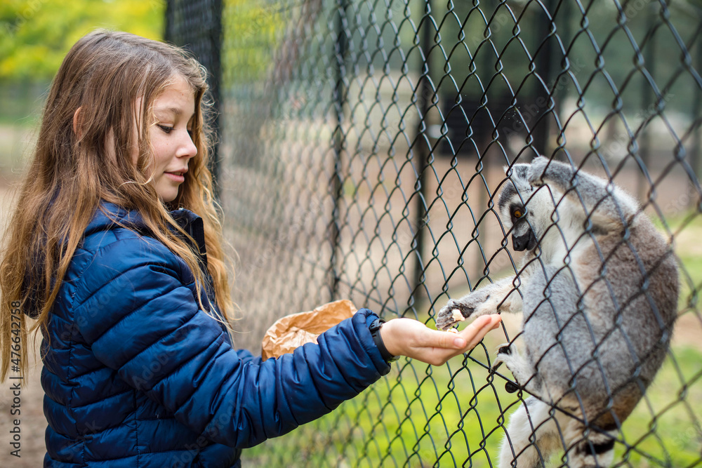 Stockfoto med beskrivningen young girl in a zoo feeding a lemur catta ... Stockfoto med beskrivningen young girl in a zoo feeding a lemur catta ...