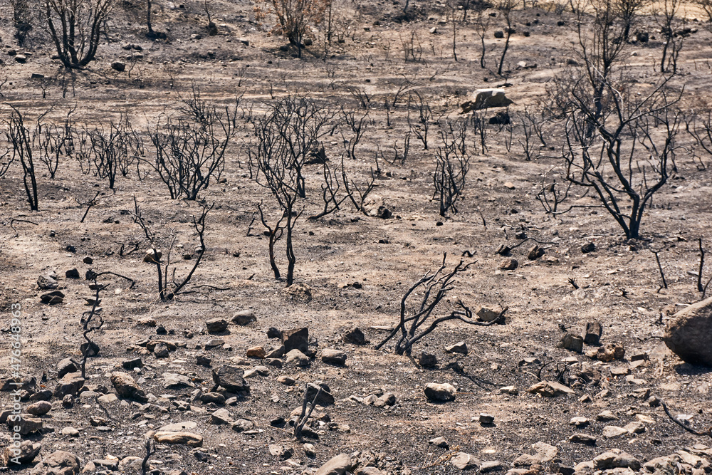 Environmental damage after forest fire Stock Photo | Adobe Stock