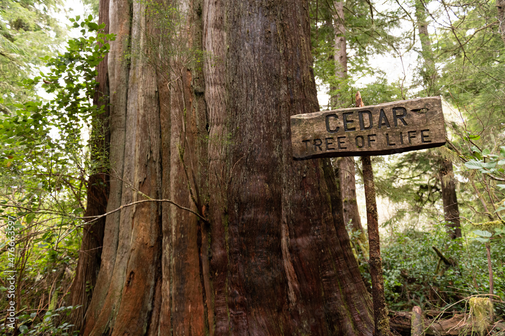 Bc Cedar Tree