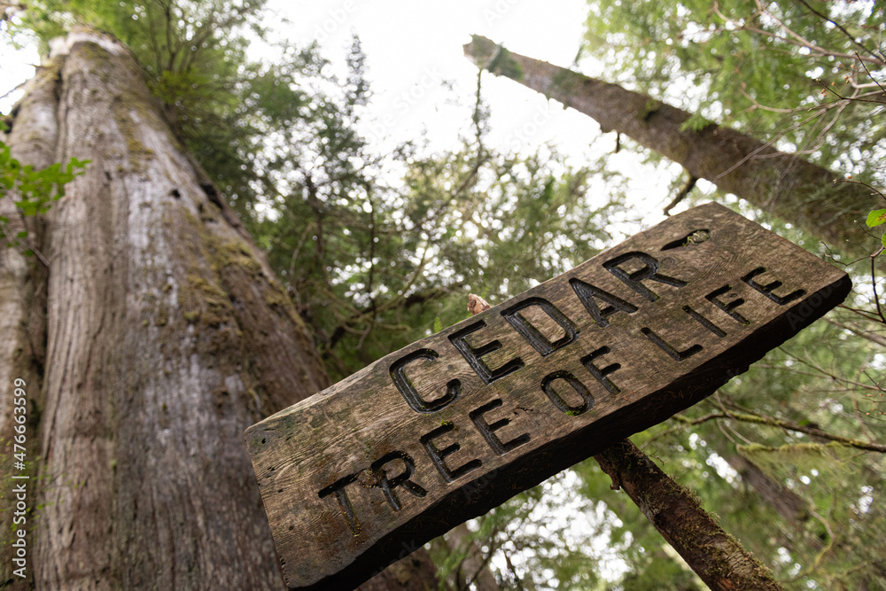 'Cedar, Tree of Life', Big Tree Trail, Meares Island, Tofino, British ...