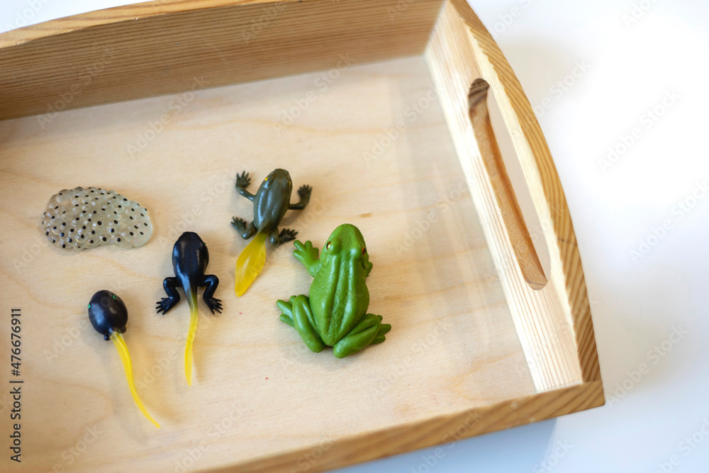 Montessori material biology. Evolution of the life cycle of a frog ...