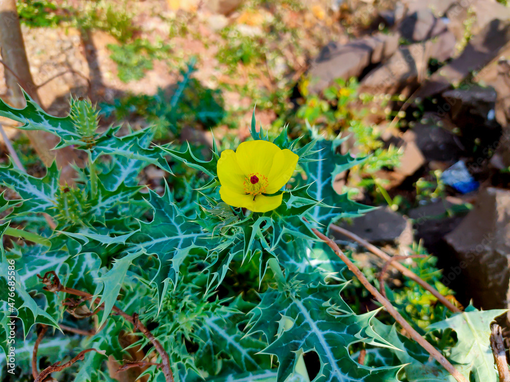 Argemone mexicana, Mexican poppy, Mexican prickly poppy, flowering ...