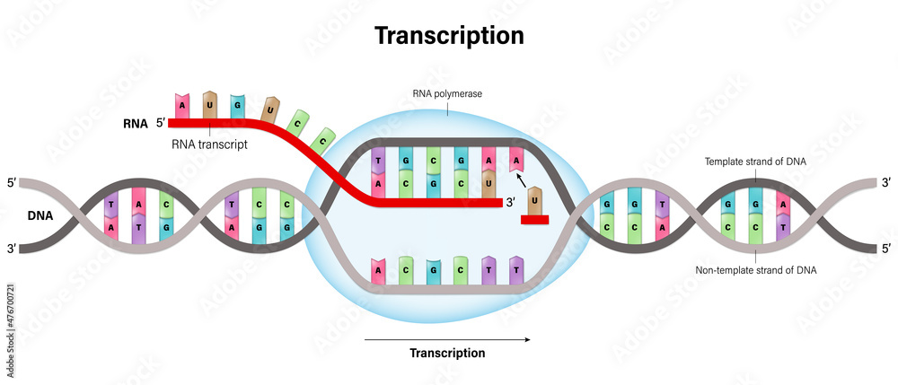 Transcription. DNA directed synthesis of RNA. Stock Vector | Adobe Stock