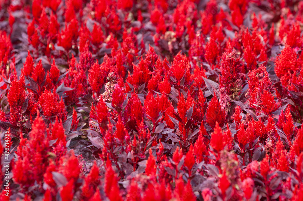 Amaranthus, collectively known as amaranth, is a cosmopolitan genus of ...