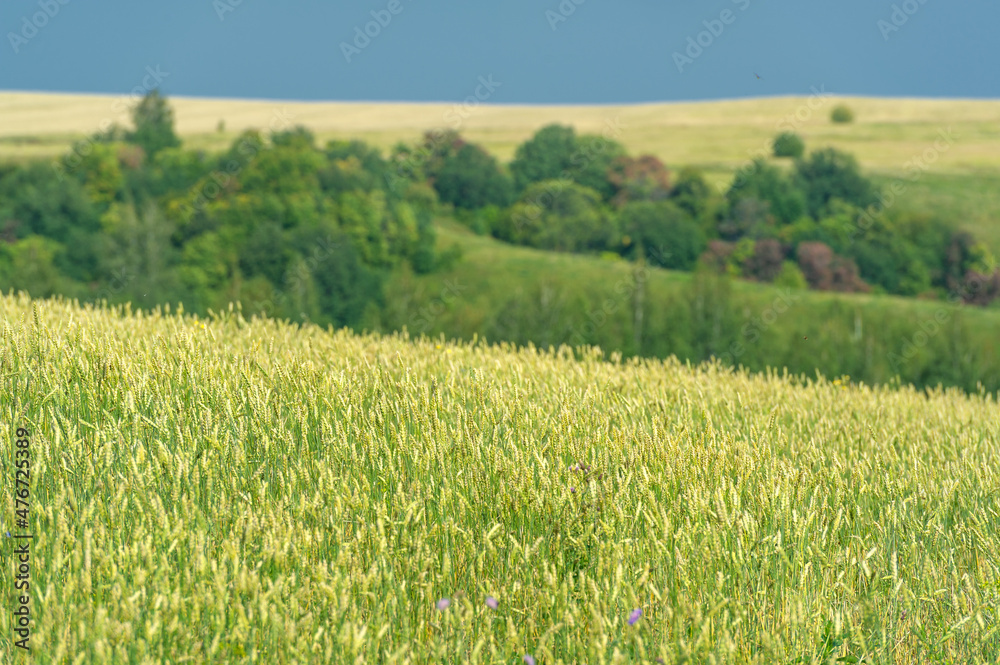 Summer photo. Wheat a cereal plant that is the most important kind ...