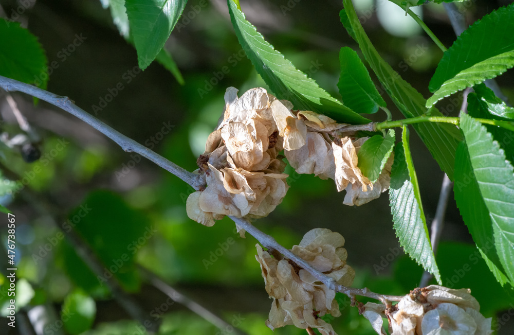 Elm seeds. As part of urban ecology, elms improve air and water quality ...