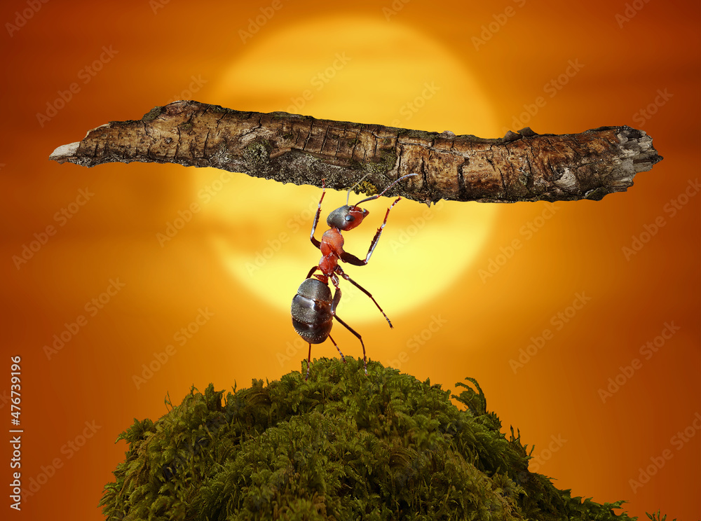 work ant sun Stock Photo | Adobe Stock