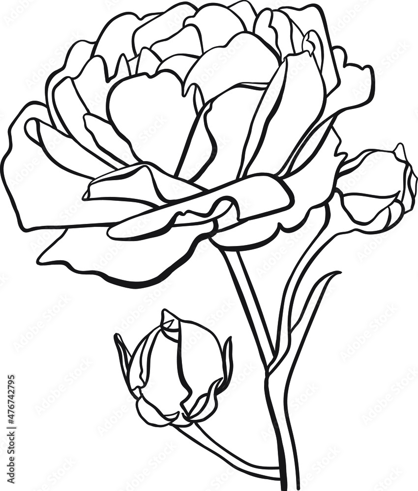 Black outline drawing of a rose with two buds on a white background ...