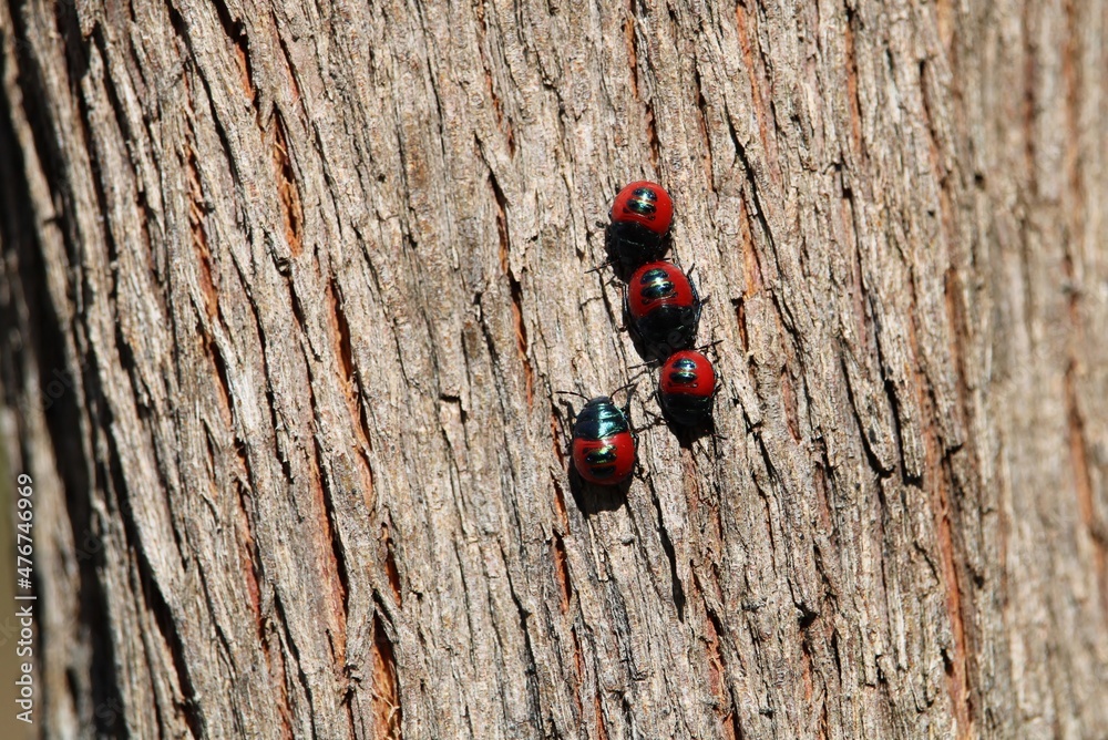 Adult Red Jewel Bug (Choerocoris paganus) with nymphs on Hop tree ...
