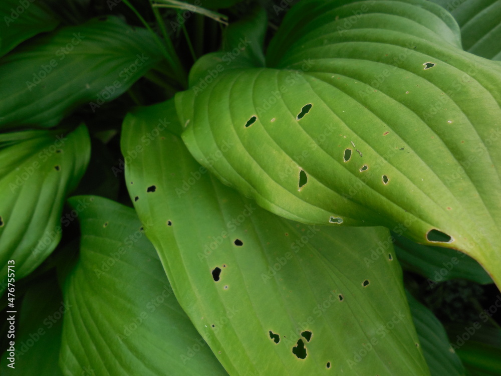 Holes In Hosta Leaves