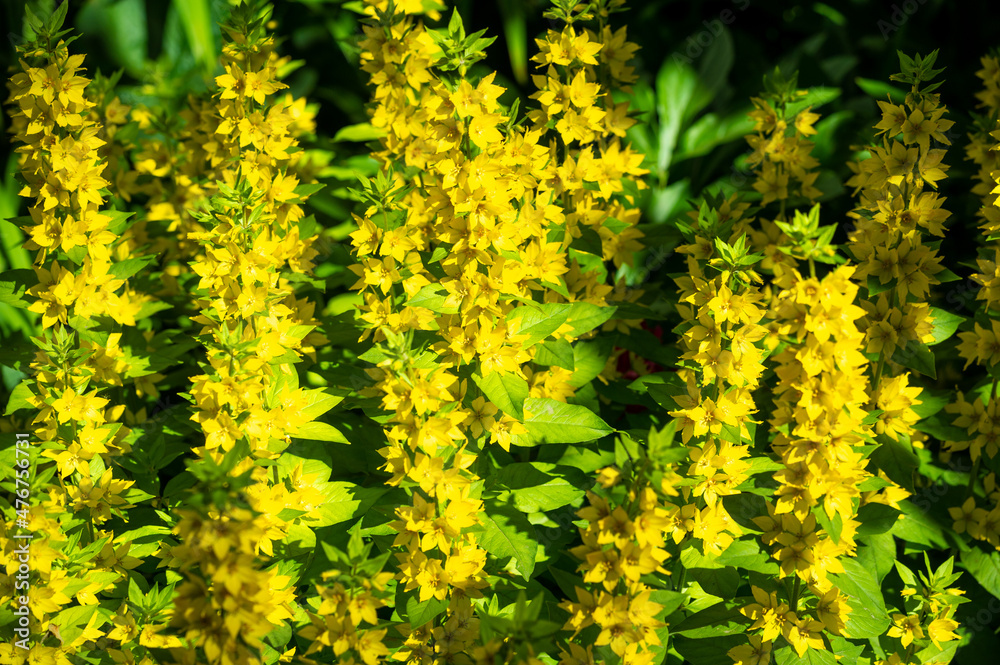 Lysimachia The genus is named after Lysimachus, the king of ancient ...
