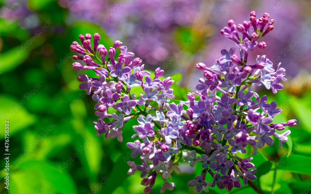 The lilac flower was chosen as the state flower of New Hampshire ...