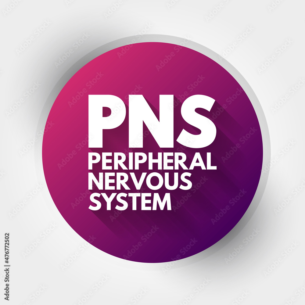 PNS - Peripheral Nervous System acronym, medical concept background ...