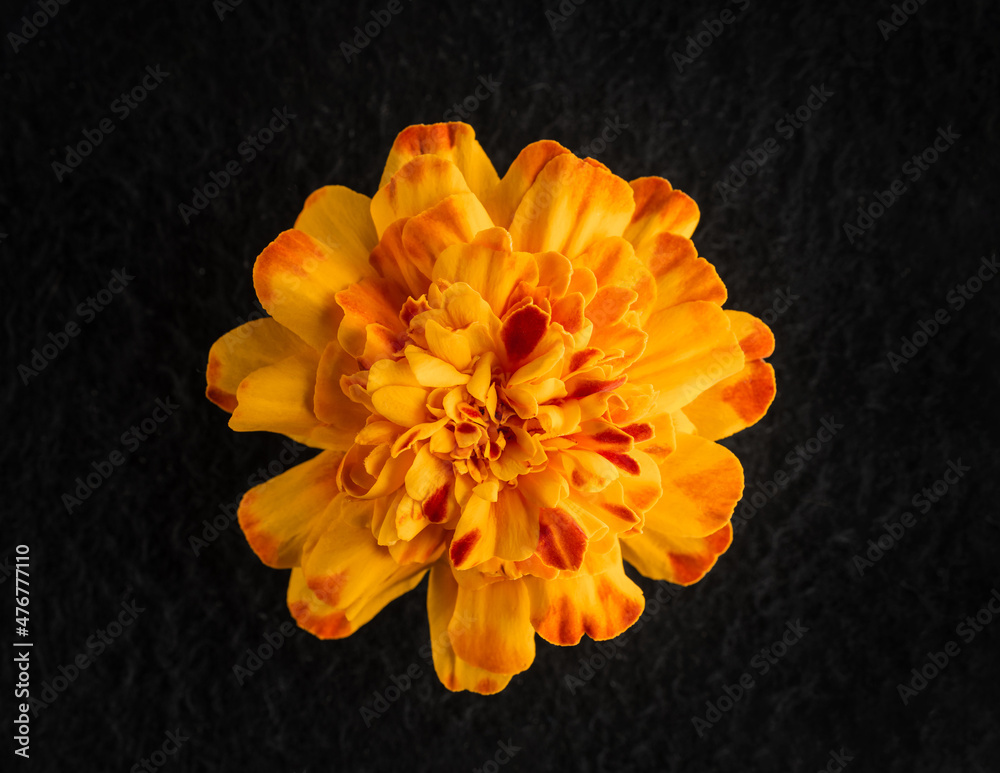 Beautiful flower on black background. For design. Nature. Stock Photo ...