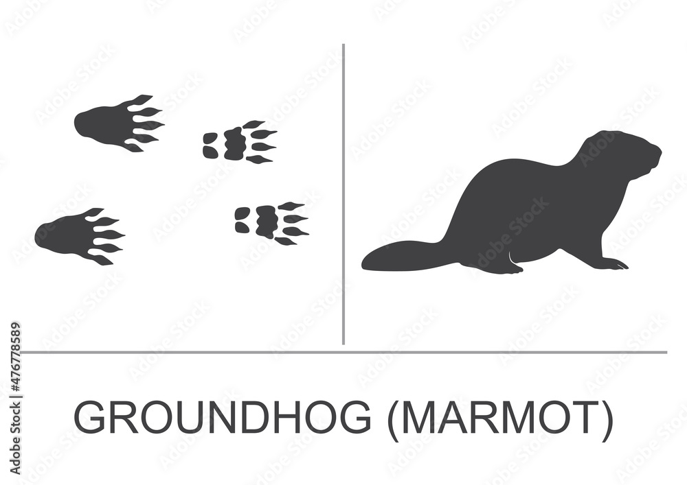 Marmot Logo Vector