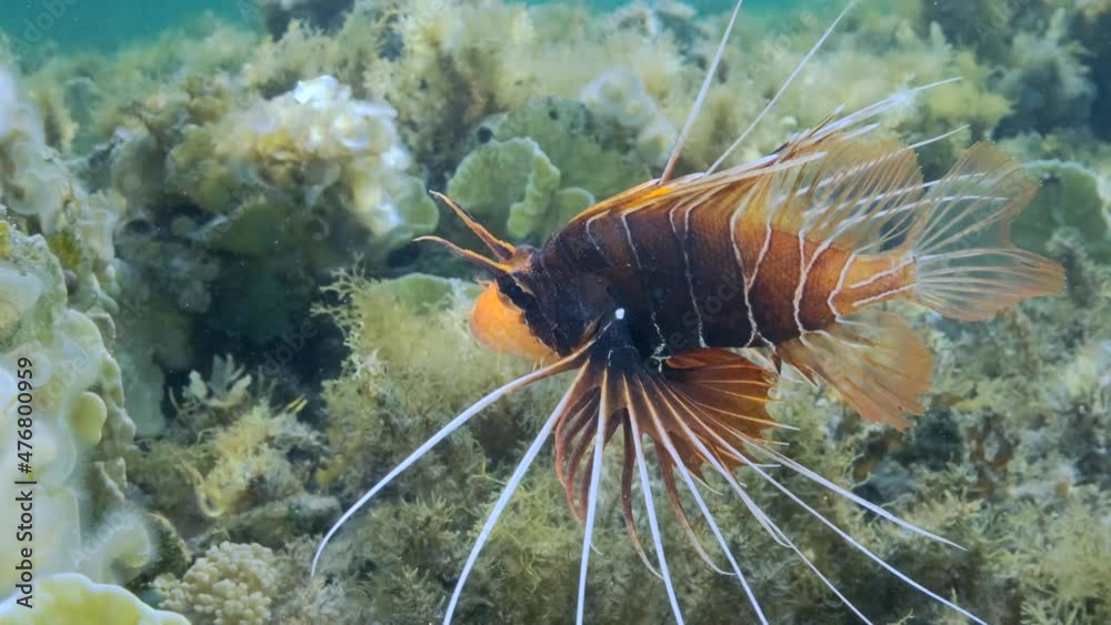 Radial Firefish or Red sea lionfish (Pterois radiata, Pterois cincta ...