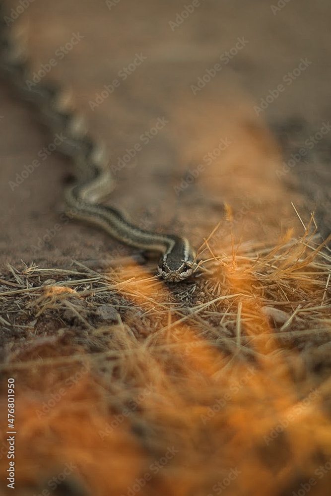 serpiente negra reptil de Sudamérica Stock Photo | Adobe Stock