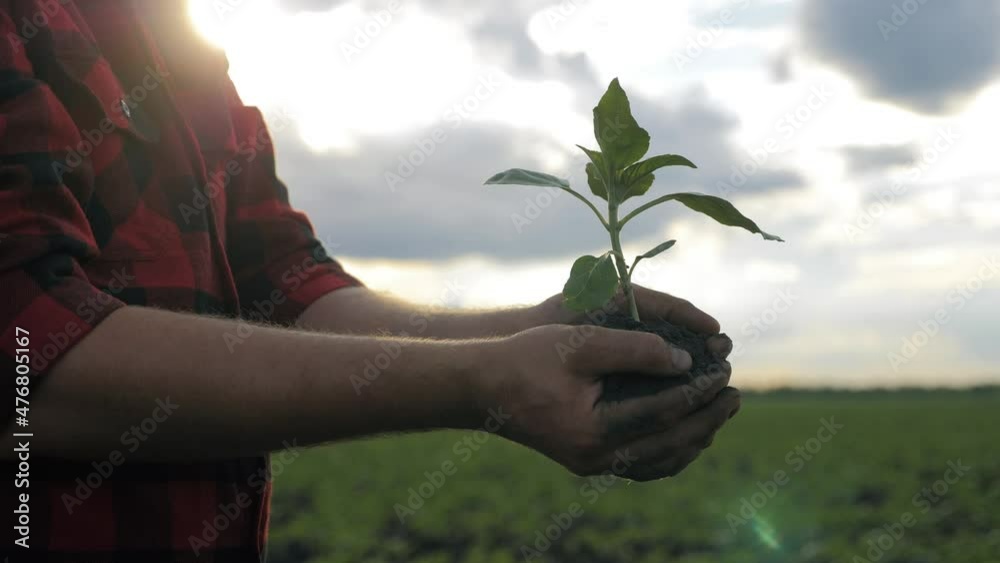 Senior man holding young tree in hands. Man hands planting the young ...