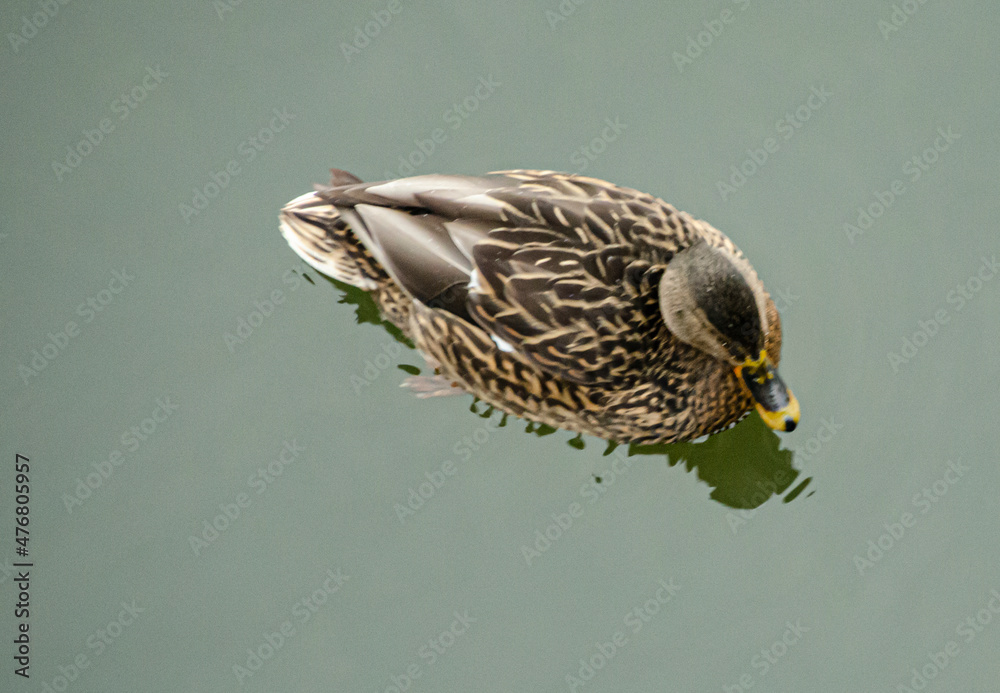 mallard duck top view Stock Photo | Adobe Stock