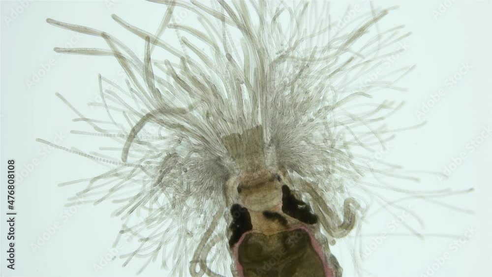Worm Polychaeta of family Terebellidae under the microscope, phylum ...