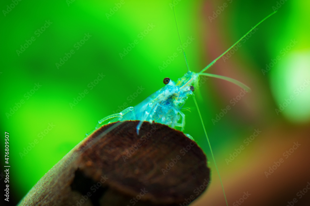 Neocaridina Freshwater Shrimp, dwarf shrimp in the aquarium ...