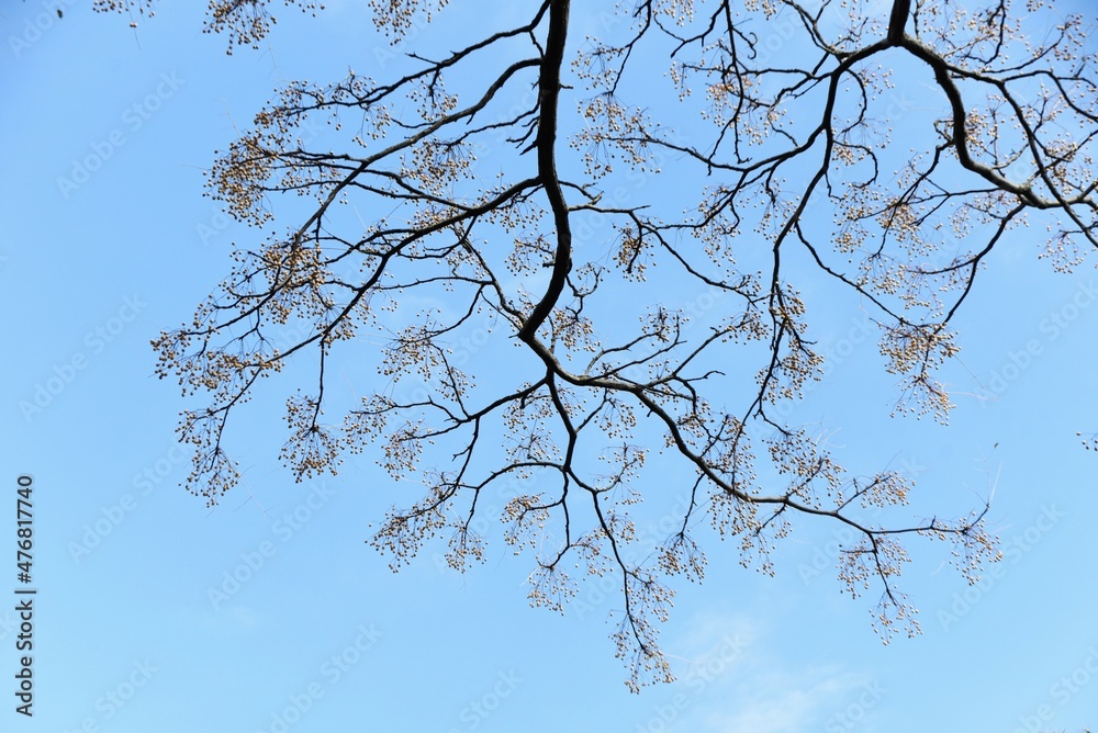 Chinaberry fruits and leaves. Meliaceae deciduous tree. The fruits ...