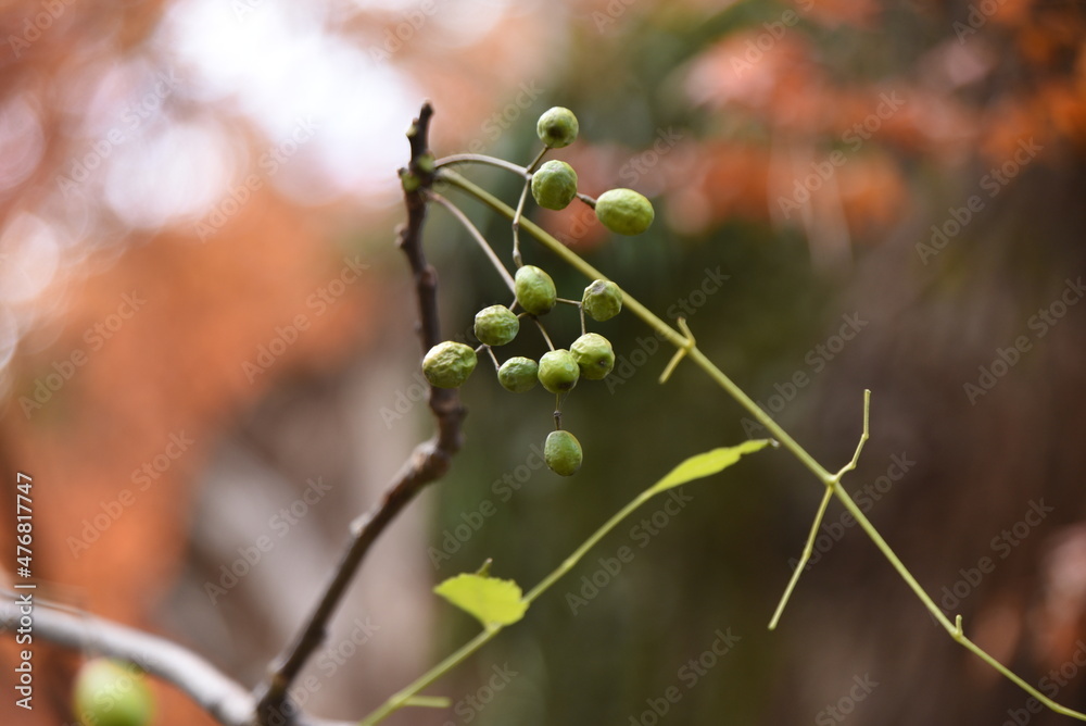 Chinaberry fruits and leaves. Meliaceae deciduous tree. The fruits ...