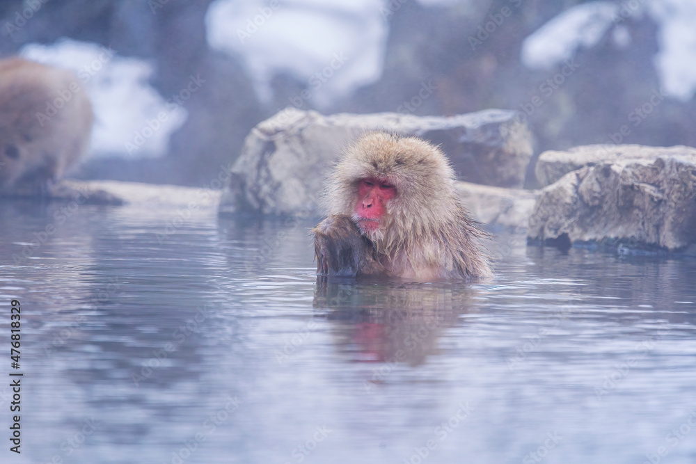 monkey in onzen, Snow Monkeys Japanese Macaques bathe in onsen hot ...