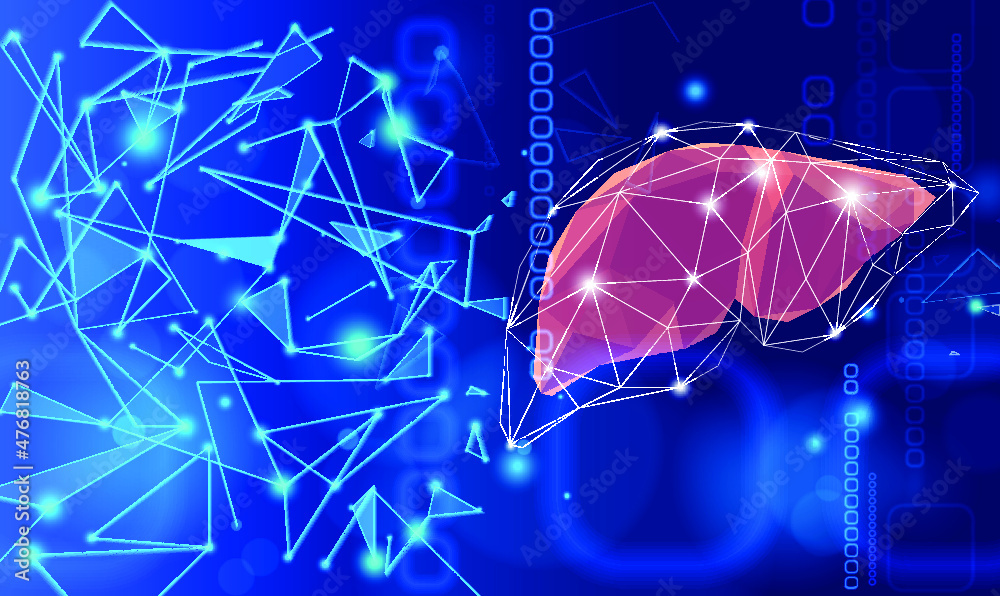 Liver illustration showing connections using lines and triangles for a ...