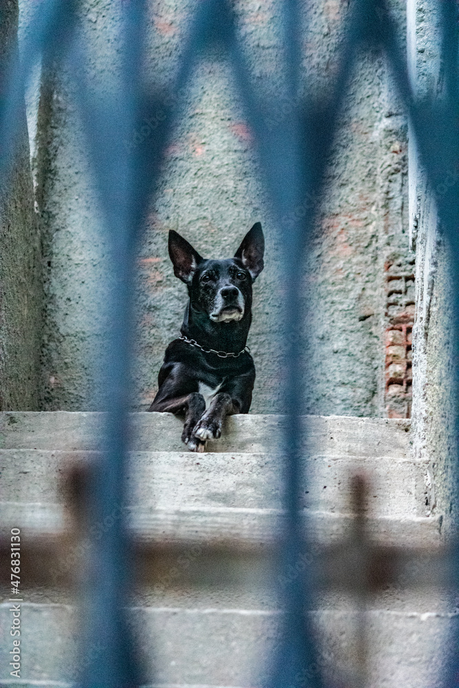 Photo of a domestic dog (pet) in closed plan, with a fixed and cute ...
