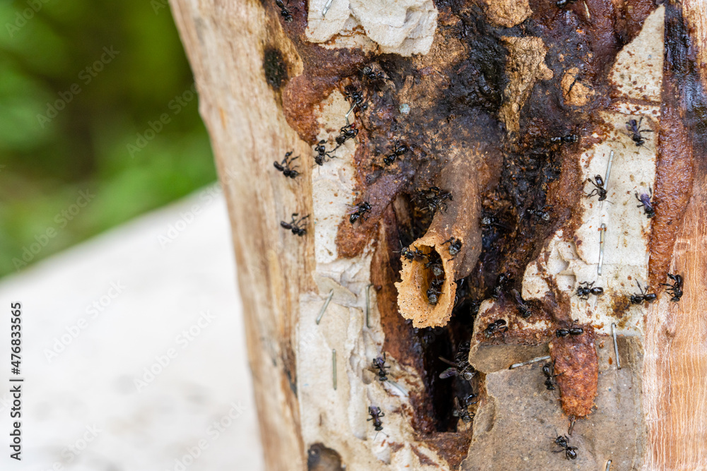 Stingless bees or trigona meliponini hive industry. A colony of ...